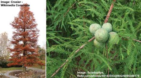 Types Of Cypress Trees Bald Cypress Lemon Cypress And More
