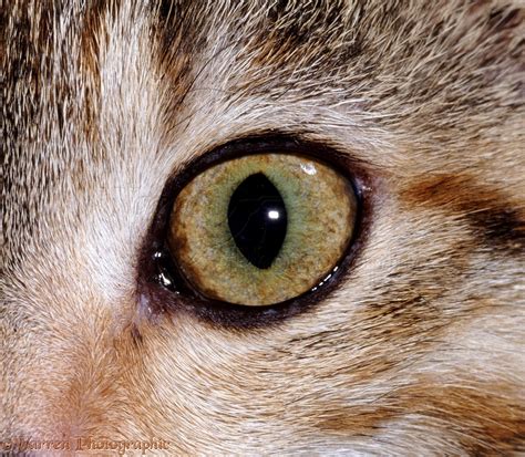 Collection 93 Pictures Pictures Of Cat Eye Problems Sharp