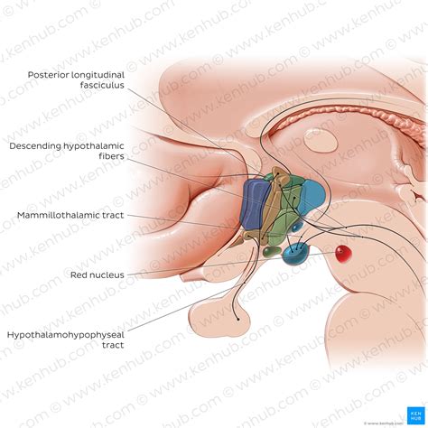 Subcortical Structures Anatomy And Function Kenhub