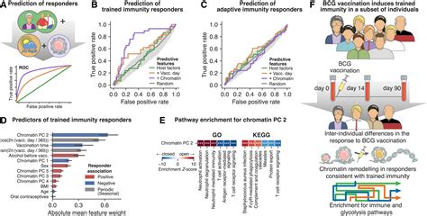 Multi Omics Analysis Of Innate And Adaptive Responses To Bcg