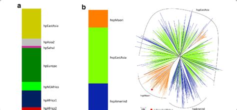 Population Genetics Of Indonesian Malay H Pylori A Among Globally