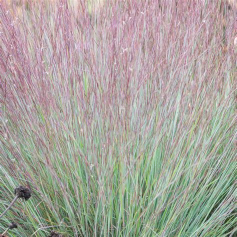 Szkółka Bylin Dobrepole Schizachyrium Scoparium Blue Heaven