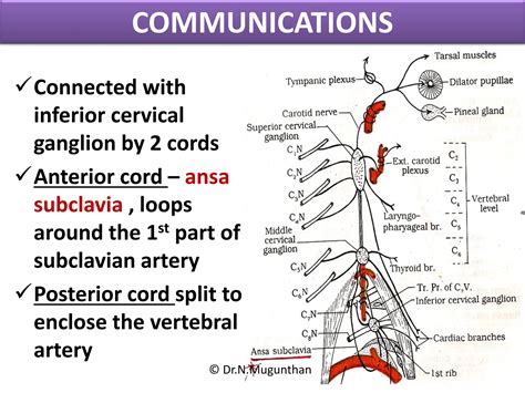 Sympathetic System And Cervical Sympathetic Chain Profdrnmugunthan