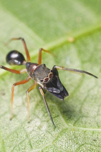 Ant Mimicking Spiders Antwiki