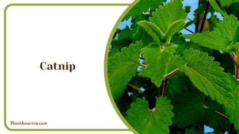 19 Gopher Repellent Plants You Need For Your Home Garden Plant America