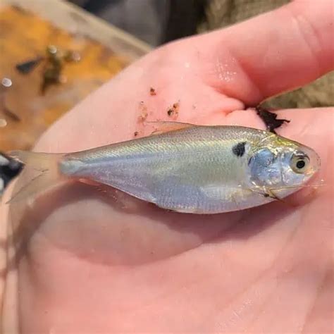 List Of Fish Species In Lake Conroe 2023 Updated Pond Informer