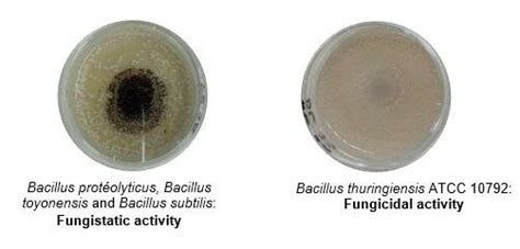 Effect Of Diffusible Antifungal Metabolites Secreted By Bacillus Download Scientific Diagram