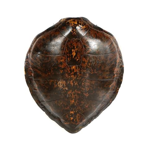 Antique Sea Turtle Shell Specimen Ebth