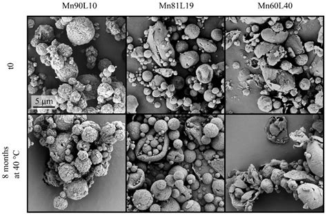 Micrographs Of The Spray Dried Mannitol Leucine Formulations At T0 And
