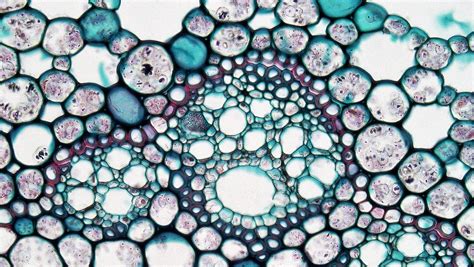 The Microanatomy Of Angiosperm Stems Berkshire Community College Bioscience Image Library