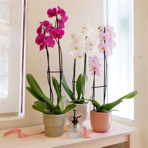 Moth Orchid Plantify Urban Nursery