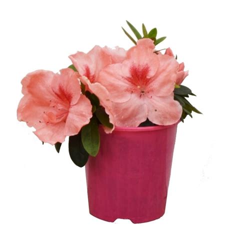 Azalea Bertina Plant Buy Now Ladybird Nursery