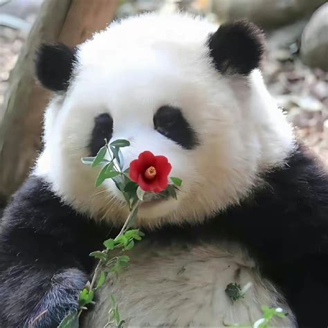 大熊猫头像 高清图片，堆糖，美图壁纸兴趣社区