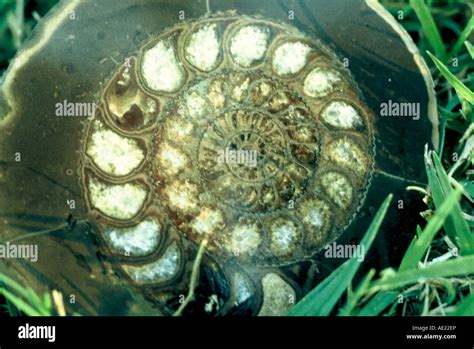Cross Section Of Fossil Stock Photo Alamy