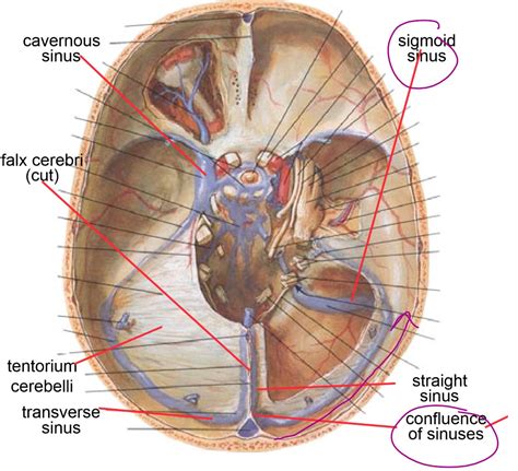 Confluence Of Sinuses