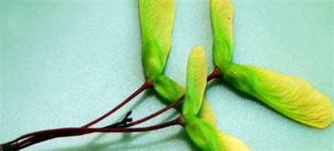 How To Grow A Maple Tree From Seeds DoItYourself Com
