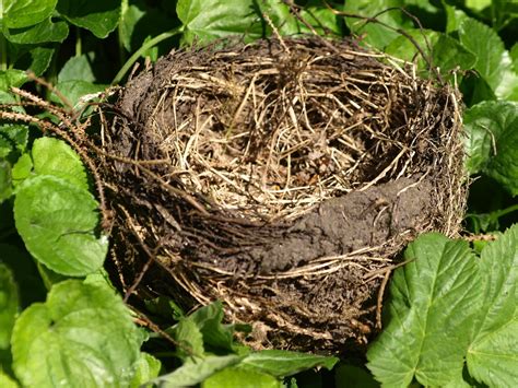 Nest Bird Nesting Place Free Photo On Pixabay Pixabay
