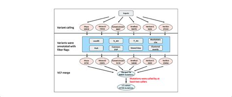 Flowchart Of The Filtering Strategy Mutations Were Identified By