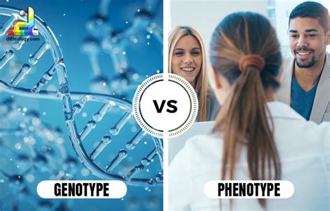 Difference Between Genotype And Phenotype Diffeology