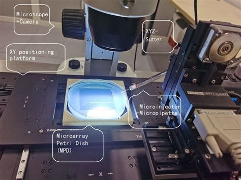 The Developed Prototype Of The Automatic High Throughput Microinjection Download Scientific