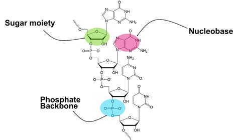 oligonucleotides lcms