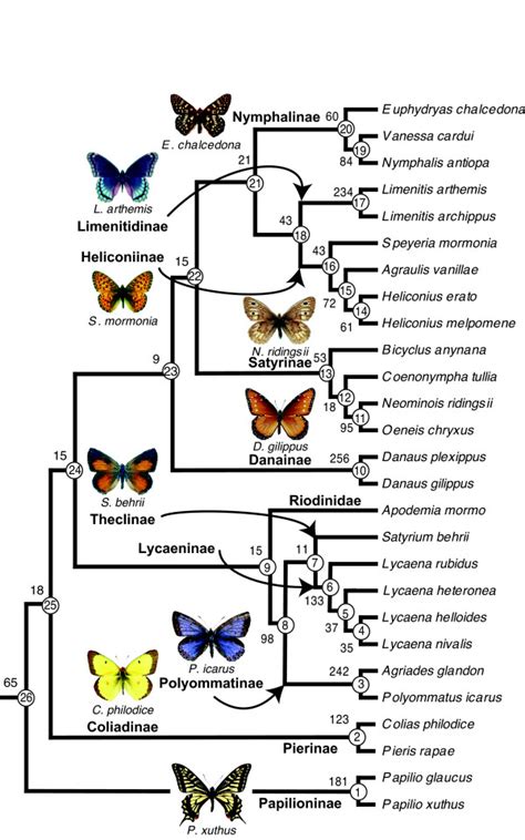 Maximum Parsimony Tree From 5 Genes And 2388 Combined Equally Weighted