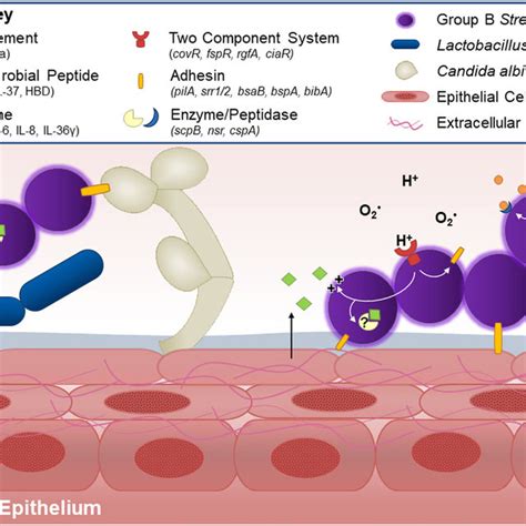 Host And Bacterial Factors Contributing To Group B Streptococcus Download Scientific Diagram