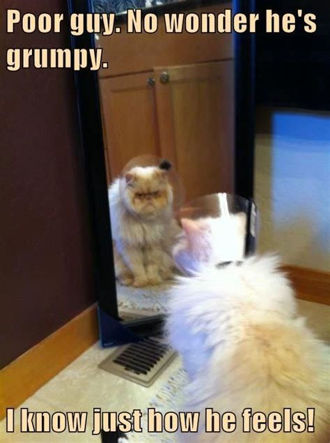 Cone Of Shame Funny Cat Memes