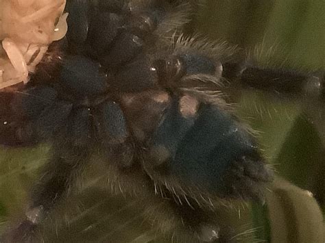 Can Anyone Tell What Sex My Caribena Versicolor Sling Is R Tarantulas