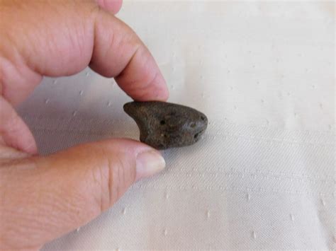 Florida Turtle Claw Fossil Fossils And Artifacts For Sale Paleo Enterprises