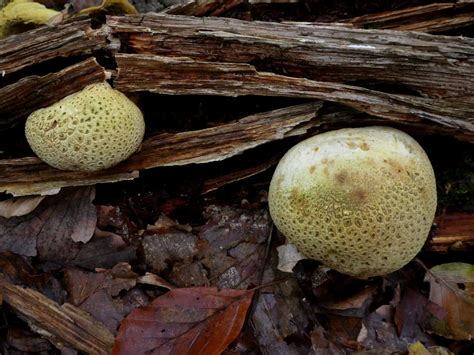 Fungus Gallery Scleroderma P1060517