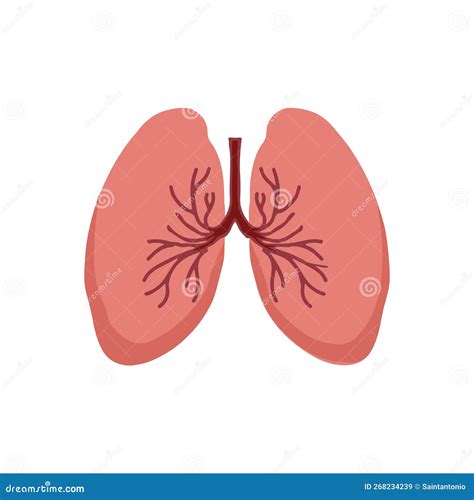 Cartoon Anatomy Of The Thyroid Gland Human Thyroid Gland Thyroid