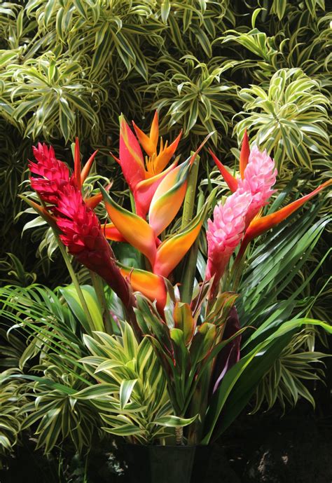 Exotic Tropical Plant Arrangements Tropical And Exotic Flower Bouquets