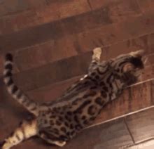 Cat Tiger Discord Emojis Cat Tiger Emojis For Discord