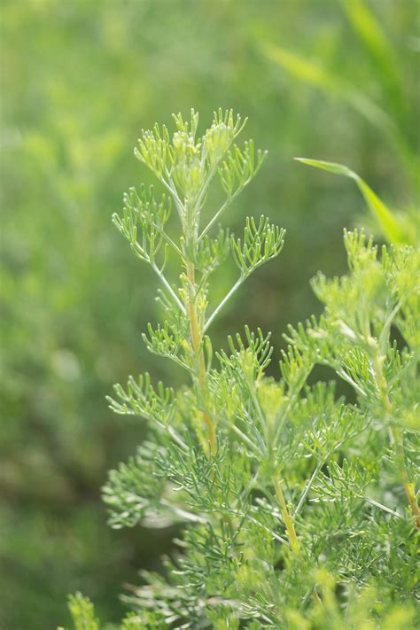 Garten Navi Kampfer Eberraute Artemisia Camphorata