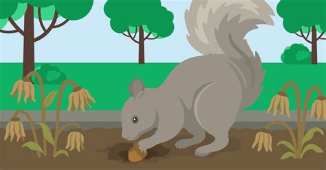 How To Identify Squirrel Damage Pest Defence