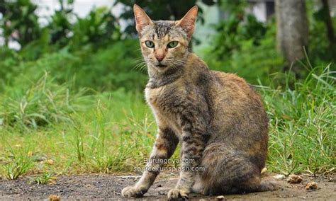10 Fakta Dan Asal Usul Kucing Kampung Di Indonesia Burungnya Kucing Perawatan Kucing