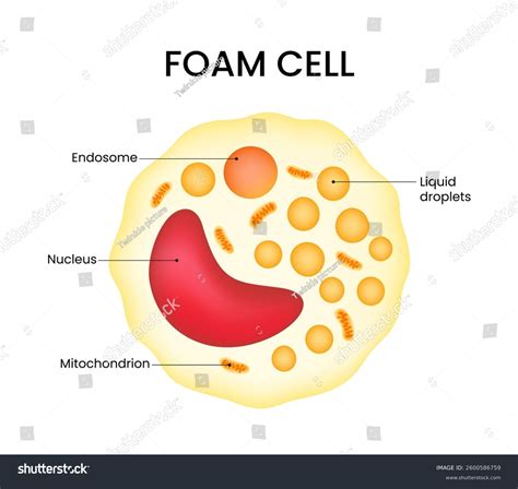 Structure Diagram Foam Cells Stock Vector Royalty Free 2600586759 Shutterstock