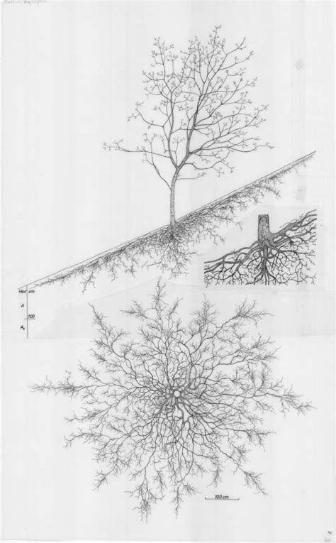 LO Understand The Woody Plant Root System Tanyas Level Arboriculture Portfolio