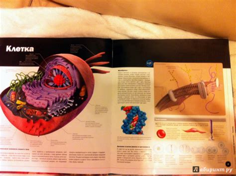 Книга Тело человека Купить книгу читать рецензии Лабиринт