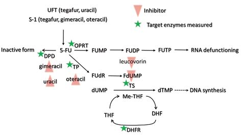Tumor 5 Fu Related Mrna Expression And Efficacy Of Oral