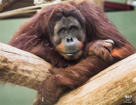 معلومات عن قرد إنسان الغاب جيو عربي