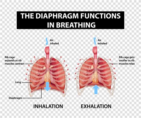 Respiratory System Diaphragm Function