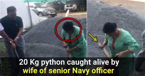 Kerala Navy Officers Wife Captures Python Alive Video Goes Viral The Youth