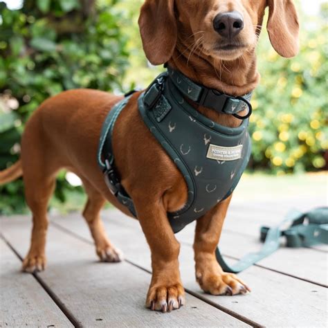 Classic Harness Stag Pointer And Hound Classic Harness Stag Pointer And Hound