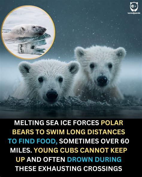 Bored A Polar Bear Often Looks Like The Master Of The Sea — A Strong