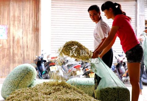 广西横县茉莉花丰收正逢时 人民图片网