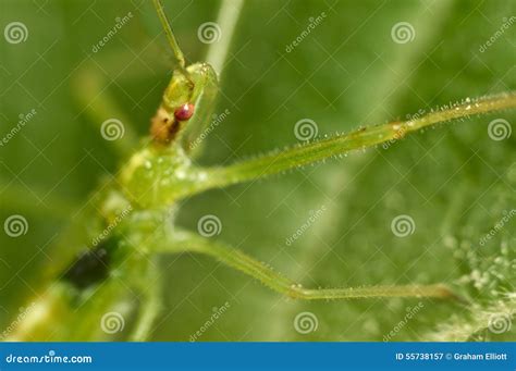Assassin Bug On A Green Leaf Stock Image Image Of Flowers Flower