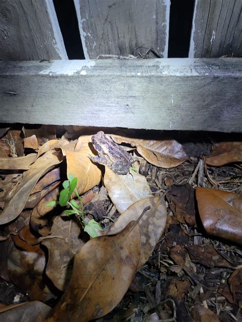 Help Identifying Toad Rtoads