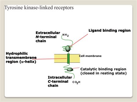 Receptors Types And Details Ppt